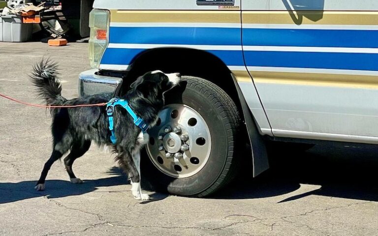 Online Courses - Ford K9