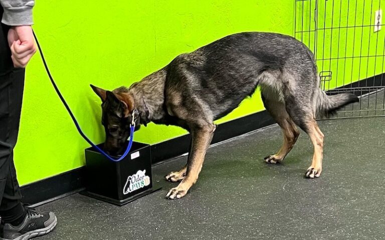 Online Courses - Ford K9