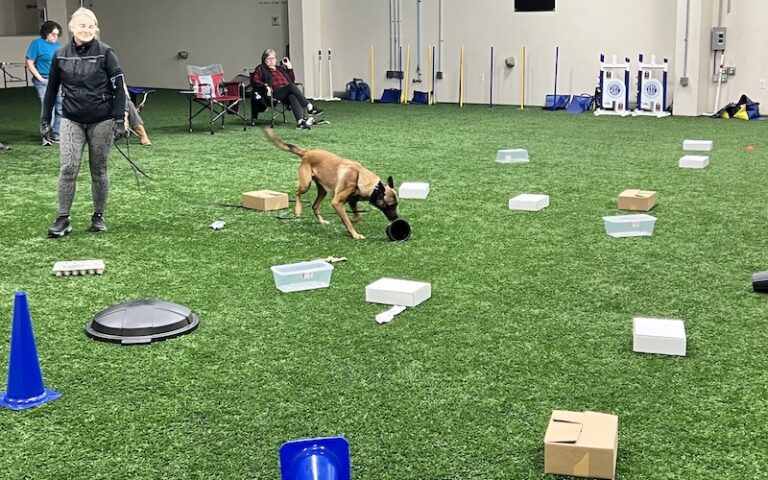 Online Courses - Ford K9