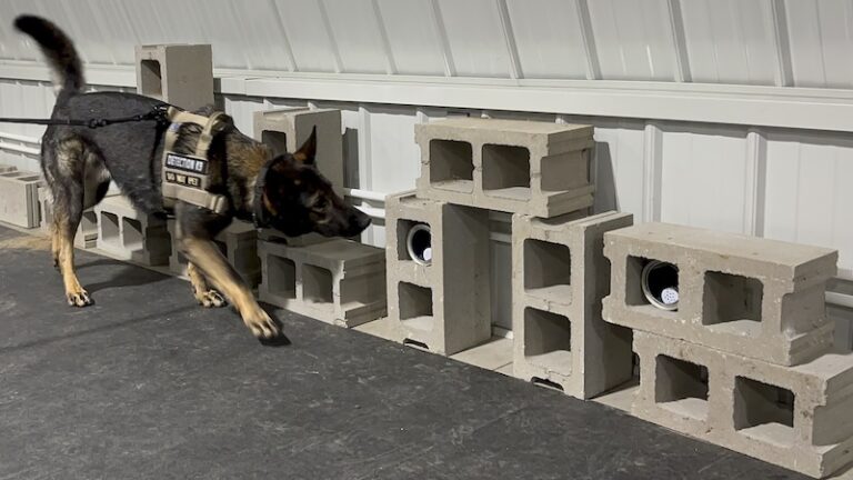 Techniques to Enhance Your Sport Detection - Ford K9