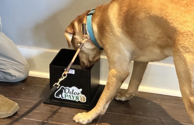 Odor Pays Step 1 How To Introduce Odor Ford K9